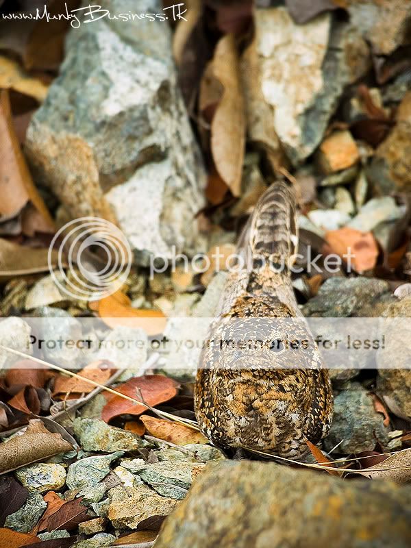 Querequeque.....C&C....Be Nice! lol | The Photography Forum