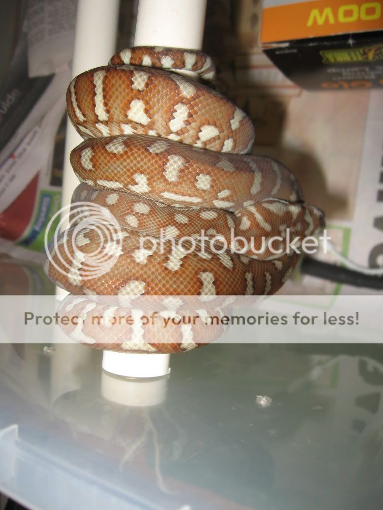 Bredli Colour/Pattern | Aussie Pythons & Snakes Forum