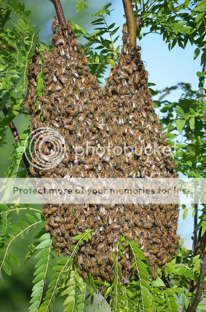 Bees in my tree : Beekeeping