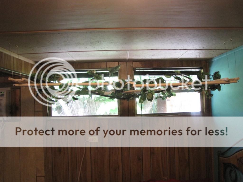 My new Free Range setup | Chameleon Forums