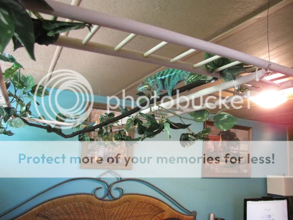 My new Free Range setup | Chameleon Forums