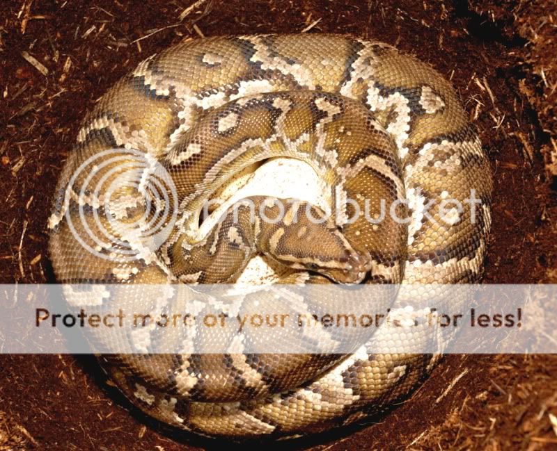 Angolan Pythons | Reptile Forums