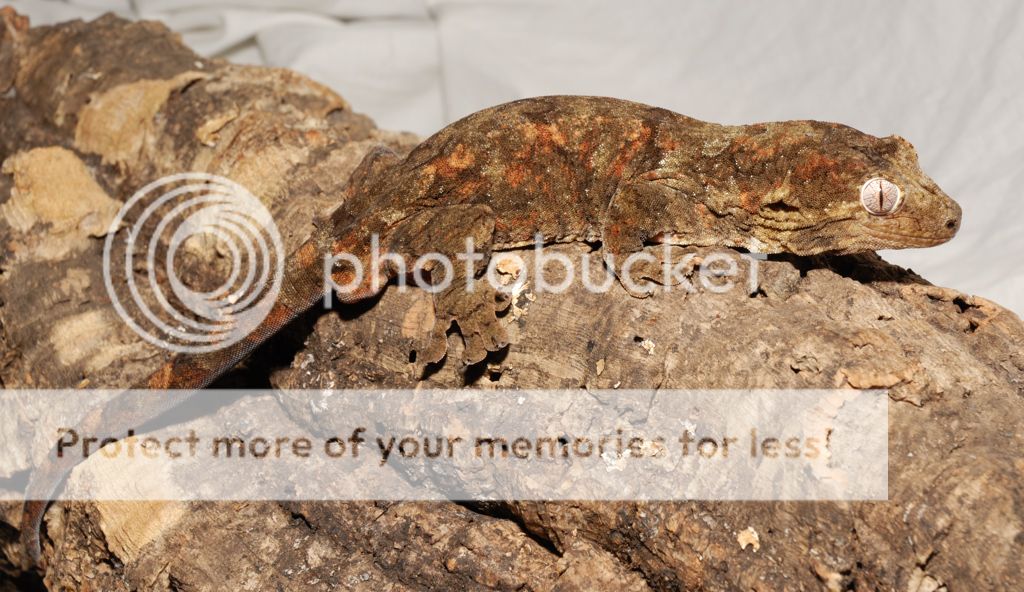 SW England - Rhacodactylus leachianus Available for collection at Donny ...